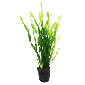 greenpro twisted vallisneria spiralis torta vallis | americana asiatica val potted live aquarium water plants decorations freshwater fish tank