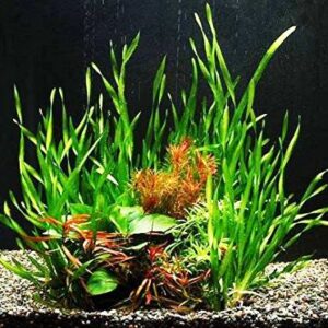 Greenpro Twisted Vallisneria Spiralis Torta Vallis | Americana Asiatica Val Potted Live Aquarium Water Plants Decorations Freshwater Fish Tank