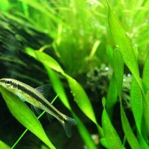 Greenpro Twisted Vallisneria Spiralis Torta Vallis | Americana Asiatica Val Potted Live Aquarium Water Plants Decorations Freshwater Fish Tank