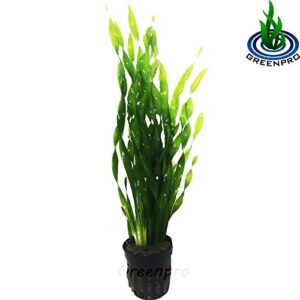 Greenpro Twisted Vallisneria Spiralis Torta Vallis | Americana Asiatica Val Potted Live Aquarium Water Plants Decorations Freshwater Fish Tank