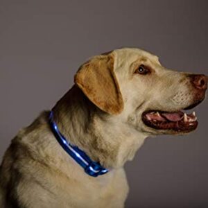 Blazin LED Light Up Dog Collar - 1,000 Feet of Visibility - Brightest for Night Safety - USB Rechargeable Waterproof Dog Collar Light