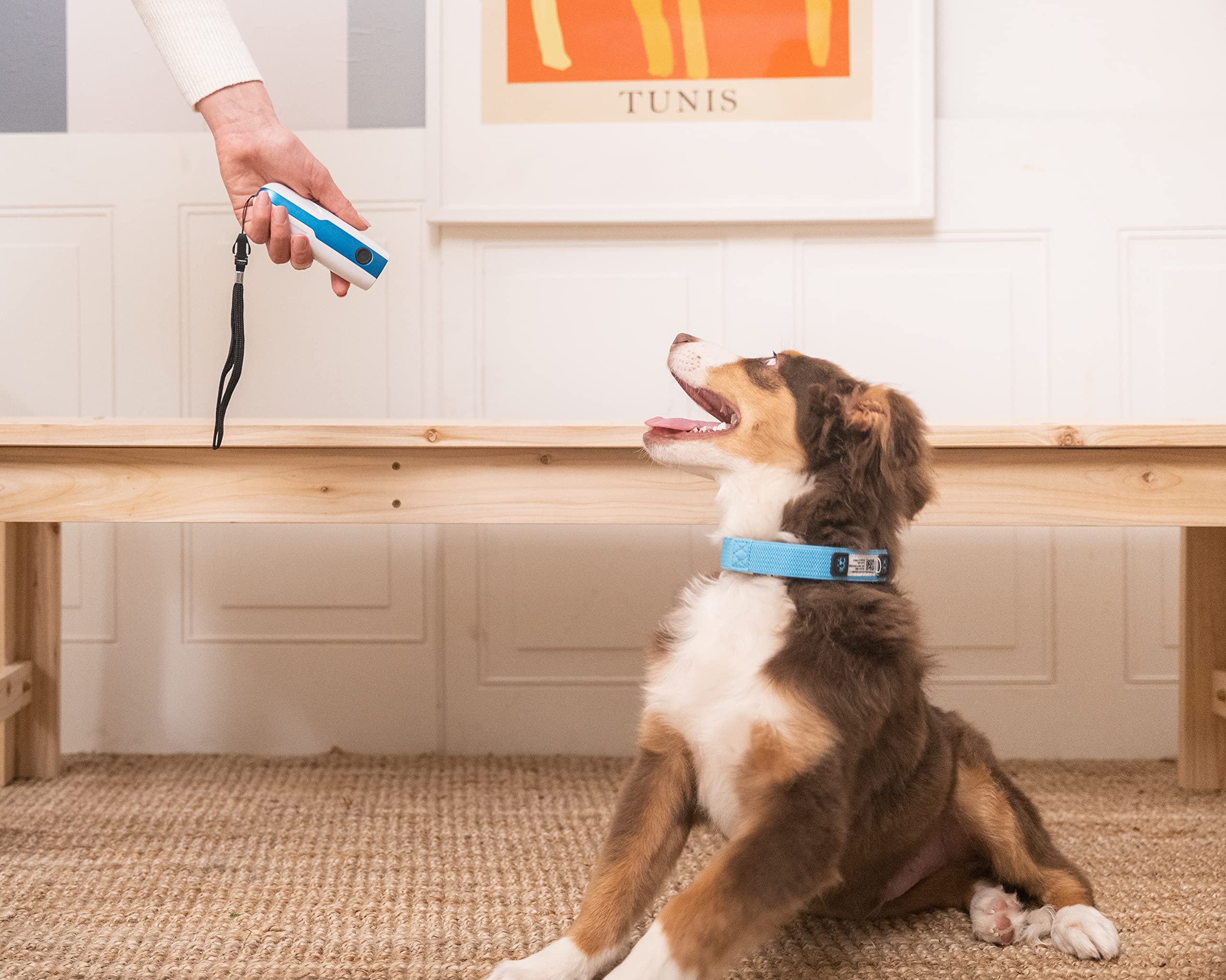 Doggie Don't Device- Handheld Sound Only Dog Training Corrector- Better and More Humane Than a Shock Collar- Stop Barking and Other Naughty Behaviors - Created by a Dog Lover in The USA