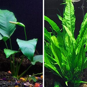 Java Fern and Anubias Bundle