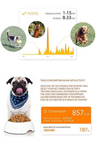 PETKIT 'FIT' Lightweight Water-resistant Smart Activity and Mood Monitoring Pet Dog Cat Activity Tracker Monitor, One Size, Gold