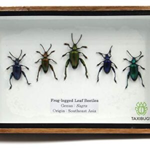 SET 5 REAL FROG LEGGED LEAF BEETLES SAGRA INSECT TAXIDERMY SET IN BOX / 3D WOODEN FRAME (Wooden Box)