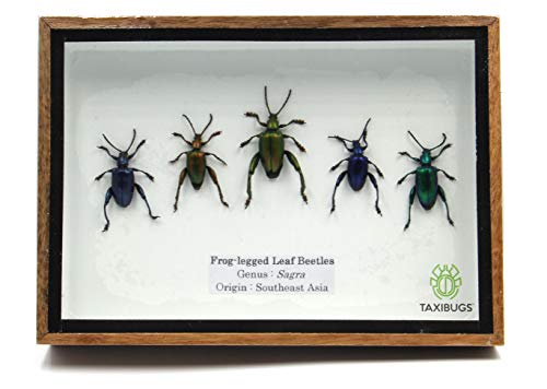 SET 5 REAL FROG LEGGED LEAF BEETLES SAGRA INSECT TAXIDERMY SET IN BOX / 3D WOODEN FRAME (Wooden Box)