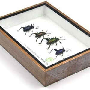 SET 5 REAL FROG LEGGED LEAF BEETLES SAGRA INSECT TAXIDERMY SET IN BOX / 3D WOODEN FRAME (Wooden Box)