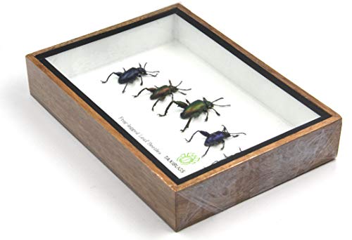 SET 5 REAL FROG LEGGED LEAF BEETLES SAGRA INSECT TAXIDERMY SET IN BOX / 3D WOODEN FRAME (Wooden Box)