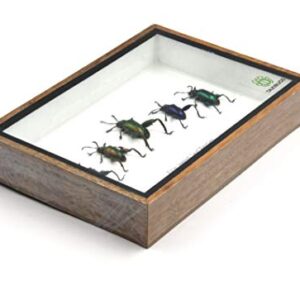 SET 5 REAL FROG LEGGED LEAF BEETLES SAGRA INSECT TAXIDERMY SET IN BOX / 3D WOODEN FRAME (Wooden Box)