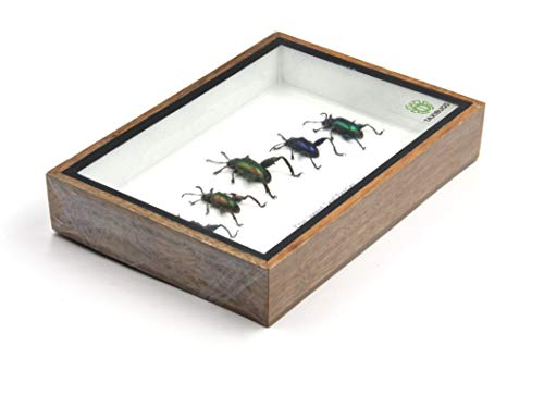 SET 5 REAL FROG LEGGED LEAF BEETLES SAGRA INSECT TAXIDERMY SET IN BOX / 3D WOODEN FRAME (Wooden Box)