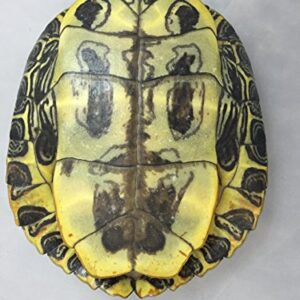 Red Ear Turtle Shell