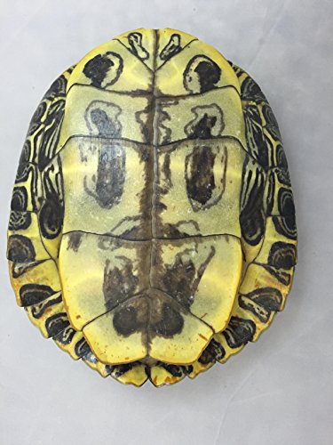 Red Ear Turtle Shell