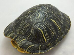 red ear turtle shell