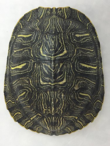 Red Ear Turtle Shell