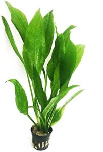 echinodorus bleheri | amazon sword paniculatus potted live aquarium plants for aquatic freshwater fish tank by greenpro