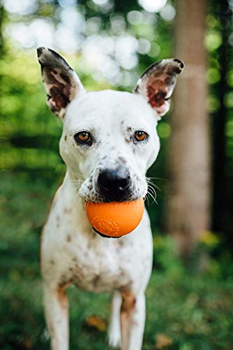 Planet Dog Orbee-Tuff Squeak Ball Orange Dog Fetch Toy