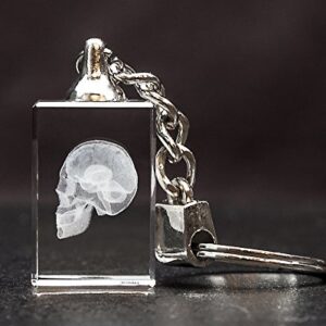 Blue Tree Publishing Skull and Brain 3d Laser Key Chain Crystal, Anatomy