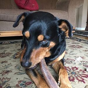 Devil Dog Pet Co Antler Dog Chew - Premium Elk Antlers for Dogs - Long Lasting Dog Bones for Aggressive Chewers - No Mess No Odor - Wild Shed in The USA - Veteran Owned (Medium)