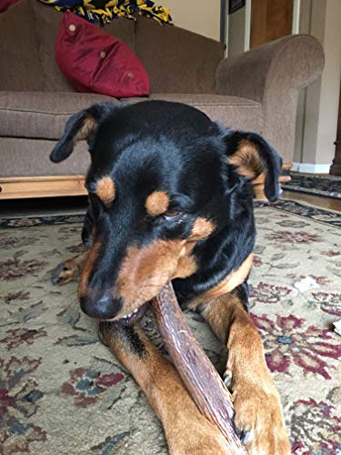 Devil Dog Pet Co Antler Dog Chew - Premium Elk Antlers for Dogs - Long Lasting Dog Bones for Aggressive Chewers - No Mess No Odor - Wild Shed in The USA - Veteran Owned (Medium)