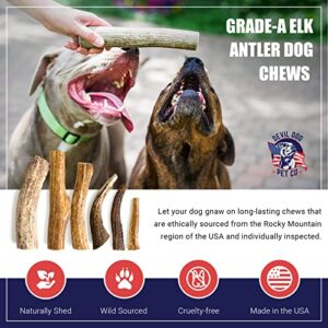 Devil Dog Pet Co Antler Dog Chew - Premium Elk Antlers for Dogs - Long Lasting Dog Bones for Aggressive Chewers - No Mess No Odor - Wild Shed in The USA - Veteran Owned (Medium)