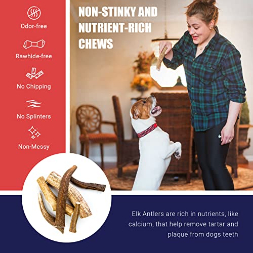 Devil Dog Pet Co Antler Dog Chew - Premium Elk Antlers for Dogs - Long Lasting Dog Bones for Aggressive Chewers - No Mess No Odor - Wild Shed in The USA - Veteran Owned (Medium)