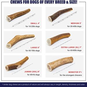 Devil Dog Pet Co Antler Dog Chew - Premium Elk Antlers for Dogs - Long Lasting Dog Bones for Aggressive Chewers - No Mess No Odor - Wild Shed in The USA - Veteran Owned (Medium)