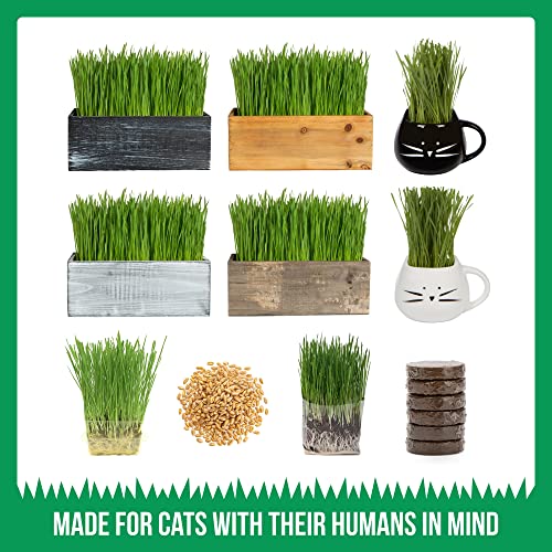 The Cat Ladies Organic Cat Grass Growing kit with Seed Mix, Soil and Black Cat Planter. Natural Hairball Control and Digestion Remedy for Cats