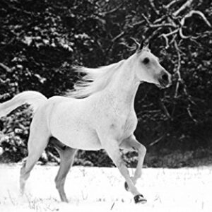 White-As-Snow Horse Coat Enhancing Supplement For Light Colored Horses 7 Pound