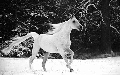 White-As-Snow Horse Coat Enhancing Supplement For Light Colored Horses 7 Pound