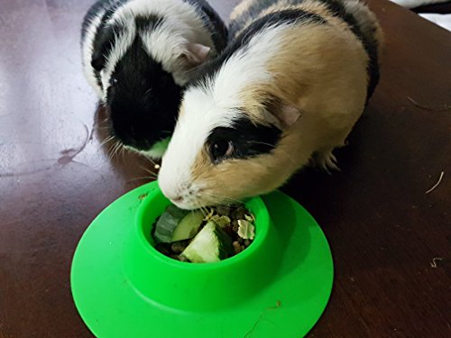 STAYbowl Tip-Proof Ergonomic Pet Bowl for Guinea Pig and Other Small Pets, 1/4-Cup Small Size, Spring Green