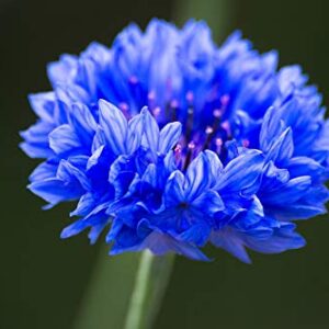 200 Dwarf Bachelor Button Seeds for Planting - Heirloom Non-GMO USA Grown Cornflower Seeds for Planting - Centaurea Cyanus Blue Flowers by RDR Seeds