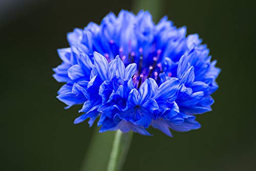 200 Dwarf Bachelor Button Seeds for Planting - Heirloom Non-GMO USA Grown Cornflower Seeds for Planting - Centaurea Cyanus Blue Flowers by RDR Seeds