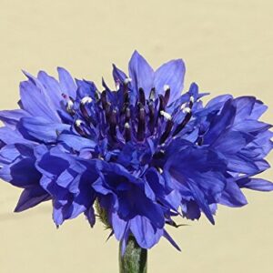 200 Dwarf Bachelor Button Seeds for Planting - Heirloom Non-GMO USA Grown Cornflower Seeds for Planting - Centaurea Cyanus Blue Flowers by RDR Seeds