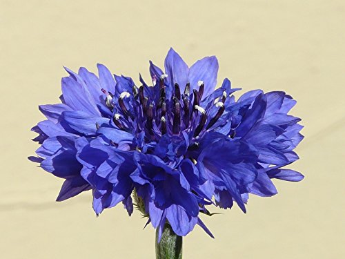 200 Dwarf Bachelor Button Seeds for Planting - Heirloom Non-GMO USA Grown Cornflower Seeds for Planting - Centaurea Cyanus Blue Flowers by RDR Seeds