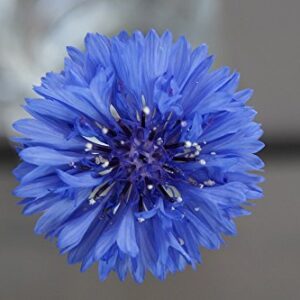 200 Dwarf Bachelor Button Seeds for Planting - Heirloom Non-GMO USA Grown Cornflower Seeds for Planting - Centaurea Cyanus Blue Flowers by RDR Seeds