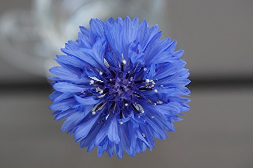 200 Dwarf Bachelor Button Seeds for Planting - Heirloom Non-GMO USA Grown Cornflower Seeds for Planting - Centaurea Cyanus Blue Flowers by RDR Seeds