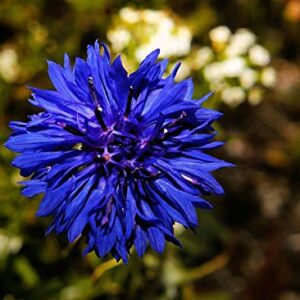 200 Dwarf Bachelor Button Seeds for Planting - Heirloom Non-GMO USA Grown Cornflower Seeds for Planting - Centaurea Cyanus Blue Flowers by RDR Seeds