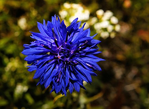 200 Dwarf Bachelor Button Seeds for Planting - Heirloom Non-GMO USA Grown Cornflower Seeds for Planting - Centaurea Cyanus Blue Flowers by RDR Seeds