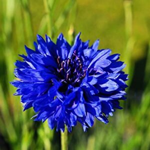 200 Dwarf Bachelor Button Seeds for Planting - Heirloom Non-GMO USA Grown Cornflower Seeds for Planting - Centaurea Cyanus Blue Flowers by RDR Seeds