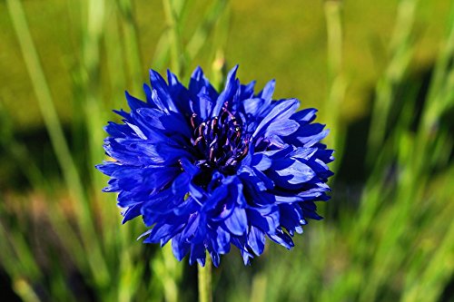 200 Dwarf Bachelor Button Seeds for Planting - Heirloom Non-GMO USA Grown Cornflower Seeds for Planting - Centaurea Cyanus Blue Flowers by RDR Seeds