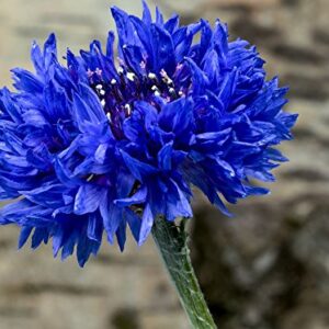 200 Dwarf Bachelor Button Seeds for Planting - Heirloom Non-GMO USA Grown Cornflower Seeds for Planting - Centaurea Cyanus Blue Flowers by RDR Seeds