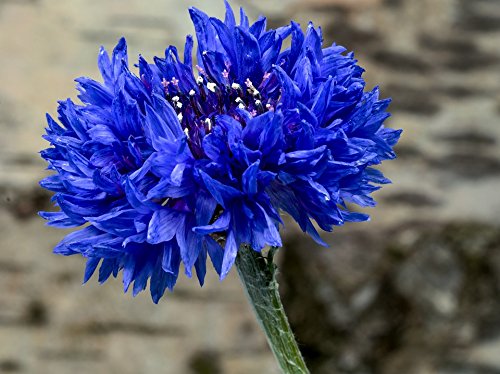 200 Dwarf Bachelor Button Seeds for Planting - Heirloom Non-GMO USA Grown Cornflower Seeds for Planting - Centaurea Cyanus Blue Flowers by RDR Seeds