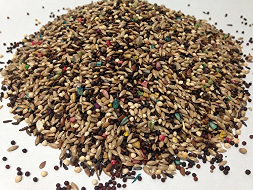 Canary Song Seed 5lb-Improve Singing