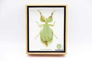 angelwing real leaf insect beetle bug green brown taxidermy butterfly insect box framed display