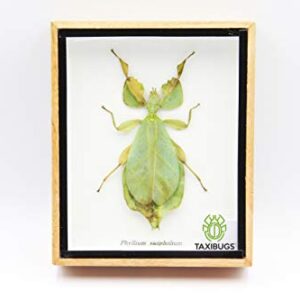 Angelwing Real Leaf Insect Beetle Bug Green Brown Taxidermy Butterfly Insect Box Framed Display