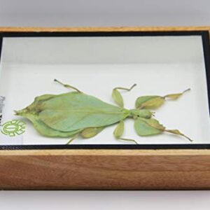 Angelwing Real Leaf Insect Beetle Bug Green Brown Taxidermy Butterfly Insect Box Framed Display