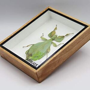 Angelwing Real Leaf Insect Beetle Bug Green Brown Taxidermy Butterfly Insect Box Framed Display