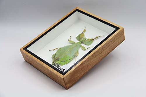 Angelwing Real Leaf Insect Beetle Bug Green Brown Taxidermy Butterfly Insect Box Framed Display