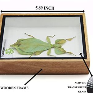 Angelwing Real Leaf Insect Beetle Bug Green Brown Taxidermy Butterfly Insect Box Framed Display