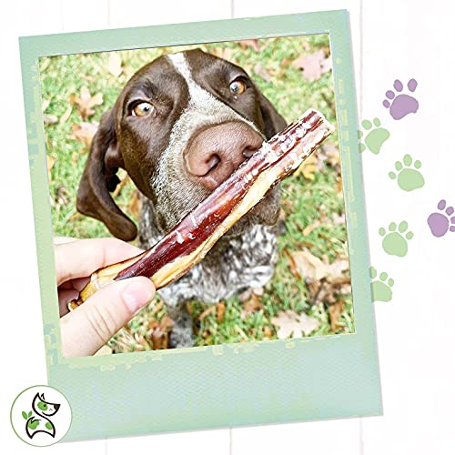 Nature Gnaws Bully Sticks for Large Dogs - Premium Natural Beef Dental Bones - Thick Long Lasting Dog Chew Treats for Aggressive Chewers - Rawhide Free